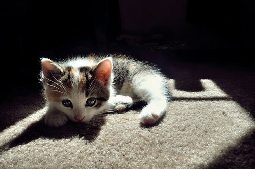 Cyoot Kitteh of teh Day: Dramatic Lighting - I Can Has Cheezburger?