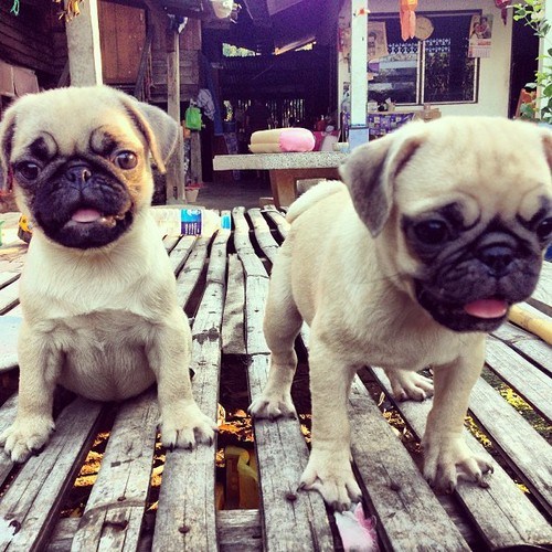 Cyoot Puppy ob teh Day: Puggies - I Has A Hotdog - Dog Pictures - Funny ...