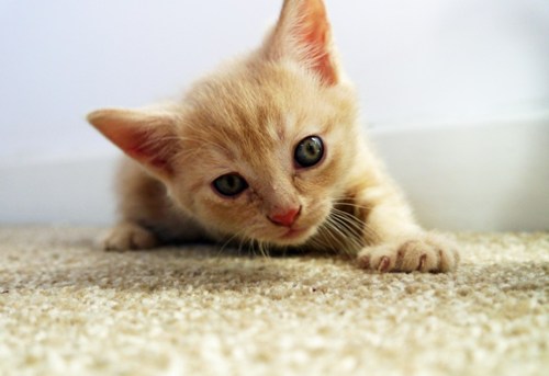 Cyoot Kitteh of teh Day: Whatcha Huntin? - I Can Has Cheezburger?