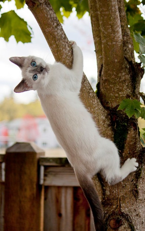 Cyoot Kitteh of teh Day: Getting Back to Nature - I Can Has Cheezburger?