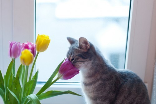Cyoot Kitteh of teh Day: Face Full of Spring - I Can Has Cheezburger?