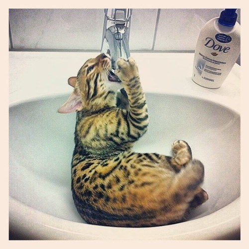 Cyoot Kitteh of teh Day: Tastes Like Hydration - I Can Has Cheezburger?