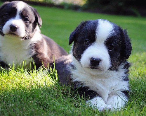 Cyoot Puppy ob teh Day: Lil Corgis - I Has A Hotdog - Dog Pictures ...