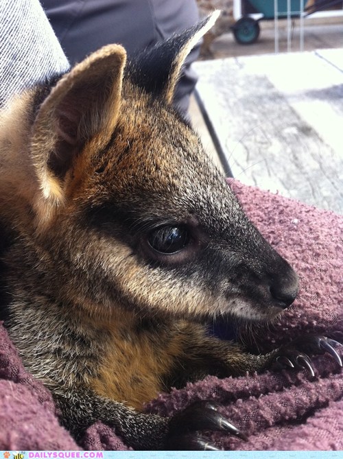 Reader Squee: Rescued Wallaby - Daily Squee - Cute Animals - Cute Baby ...
