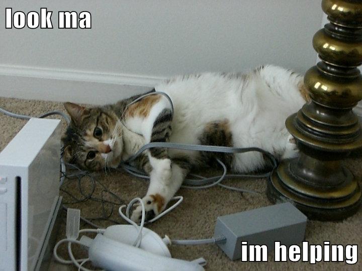 Helpful Cat is...Tangled - Lolcats - lol | cat memes | funny cats ...