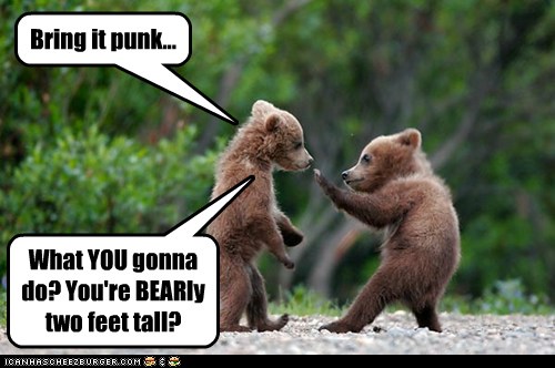Adventure Bears I: Fight Cub - Animal Comedy - Animal Comedy, funny ...