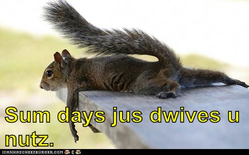 Sad Squirrel - Animal Comedy - Animal Comedy, funny animals, animal gifs