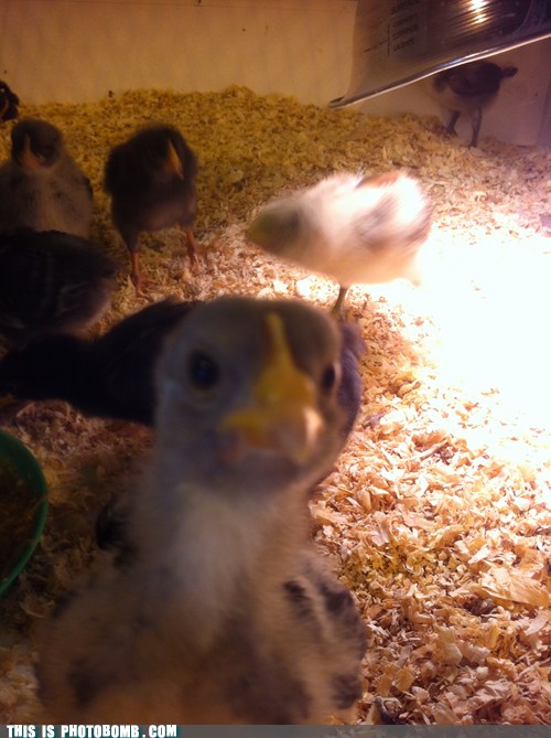 Bird Wants to Be Noticed - Photobombs - photobomb that guy