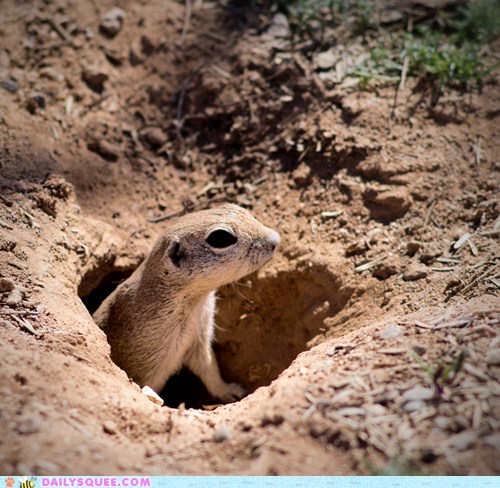 Squeekie! - Daily Squee - Cute Animals - Cute Baby Animals - Cute ...