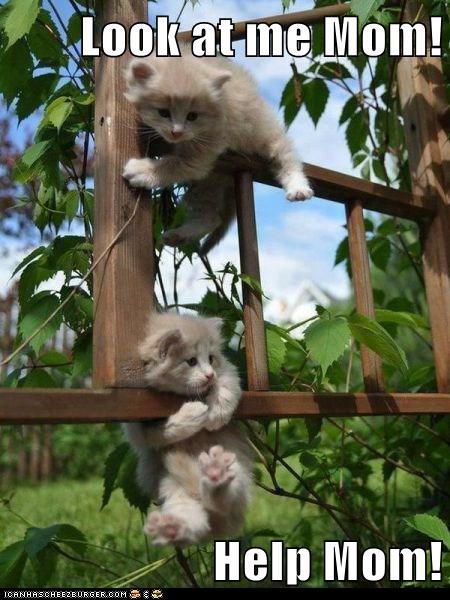 Mom! Mom! - Lolcats - lol | cat memes | funny cats | funny cat pictures ...