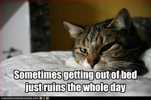 To Be Safe, I'll Just Stay Here - Lolcats - lol | cat memes | funny ...