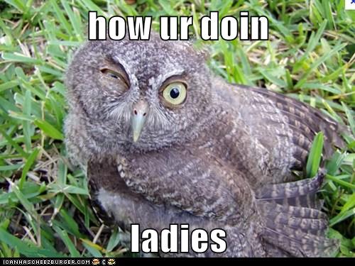 *Wink* - Animal Comedy - Animal Comedy, funny animals, animal gifs