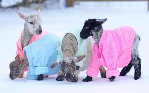 Newborn Lambs Keep Warm - Daily Squee - Cute Animals - Cute Baby ...