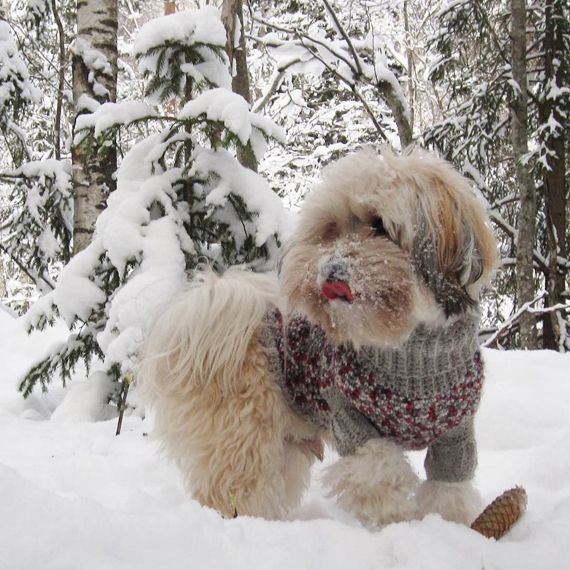These Dogs And Their Adorable Winter Gear Are Ready For Whatever The ...