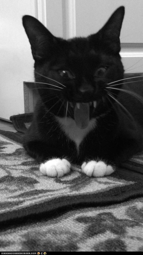 Is This Scary Enough? - Lolcats - lol | cat memes | funny cats | funny ...