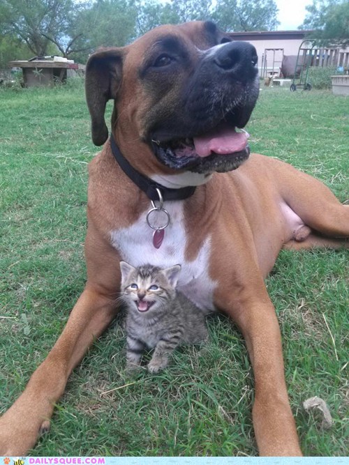 Max and Jack - Daily Squee - Cute Animals - Cute Baby Animals - Cute ...