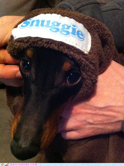 Ned's Snuggie - Daily Squee - Cute Animals - Cute Baby Animals - Cute ...