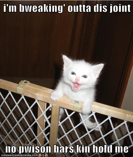 Lolcats - determined - LOL at Funny Cat Memes - Funny cat pictures with ...