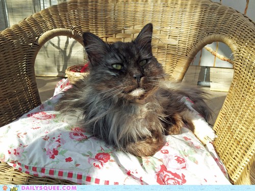 Ali Baba, a 20-Year-Old Tomcat - Daily Squee - Cute Animals - Cute Baby ...