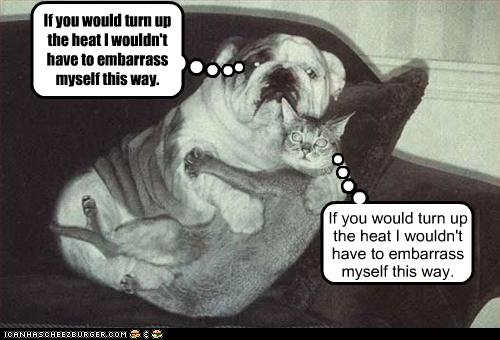 It's Freezing in Here! - I Has A Hotdog - Dog Pictures - Funny pictures ...