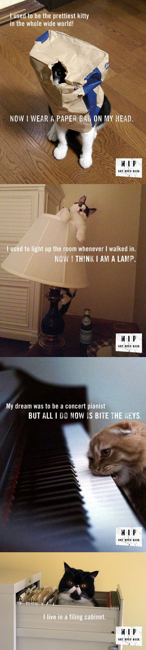 Not Even Once - Lolcats - lol | cat memes | funny cats | funny cat pictures with words on them ...