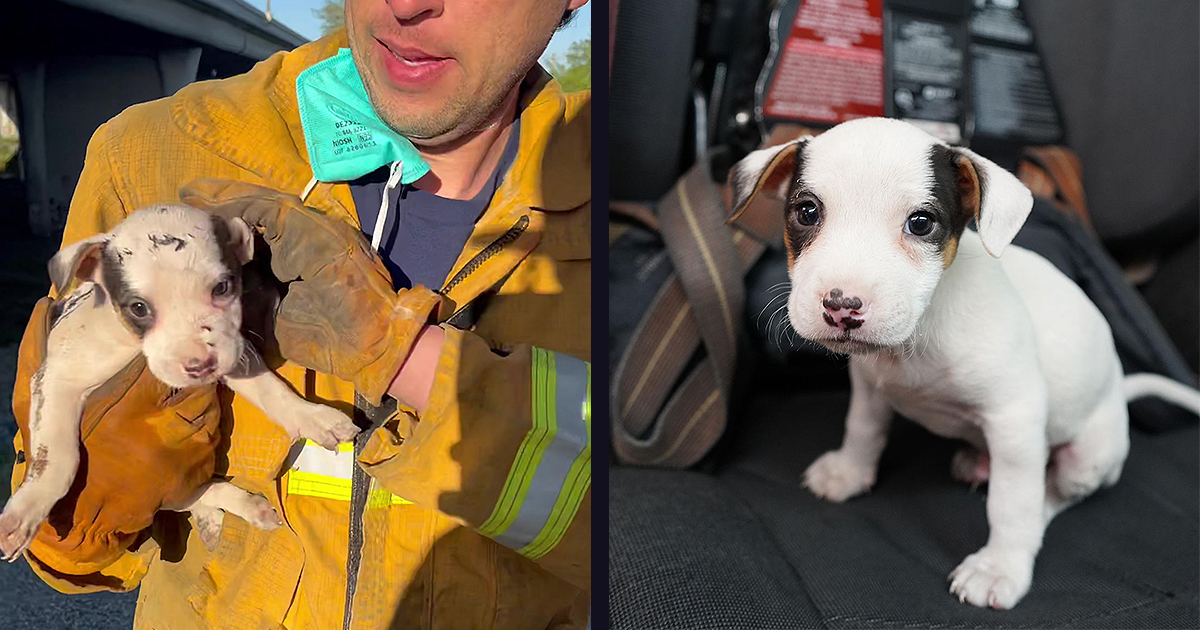 Fire Department Discovers Abandoned Puppy While Responding to a Fire ...