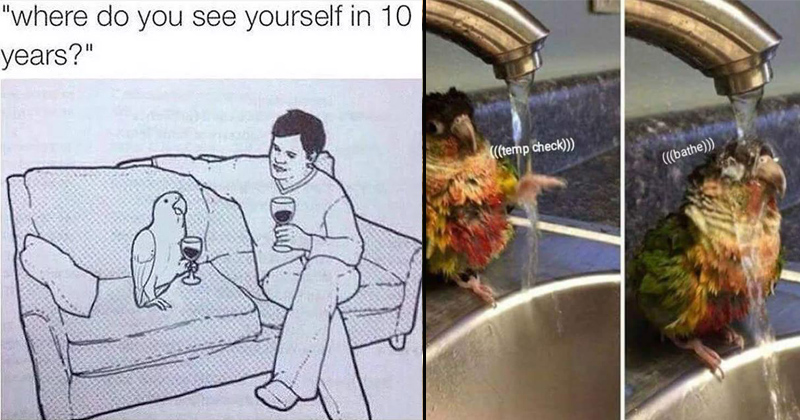 21 Bird Memes That'll Sparrow You From Any Moa Boredom - Memebase ...