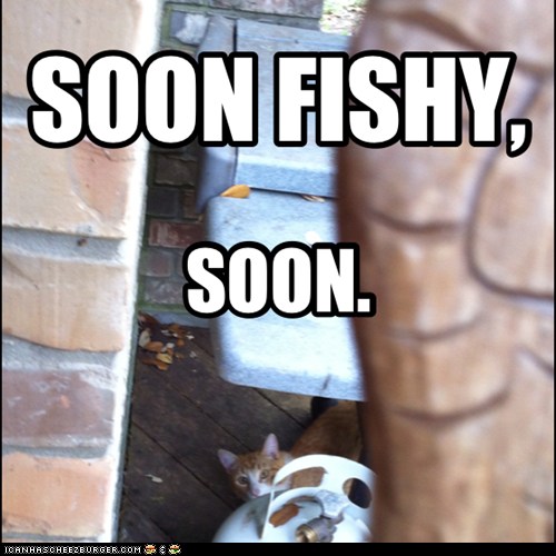 SOON - Lolcats - lol | cat memes | funny cats | funny cat pictures with ...