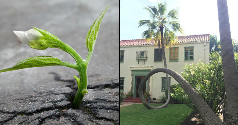 17 Unstoppable Plants Who Won't Take No for an Answer - FAIL Blog ...