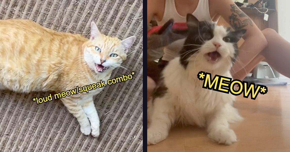 The Most Purr-Suasive Cat Screams on TikTok to Get You Through Your Day ...