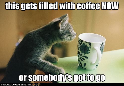 Morning Cat Memes