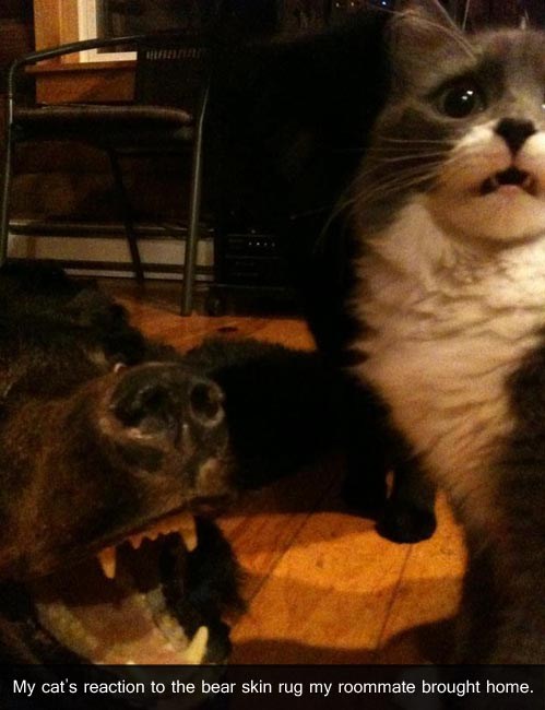 Lolcats - scared - Page 3 - LOL at Funny Cat Memes - Funny cat pictures ...