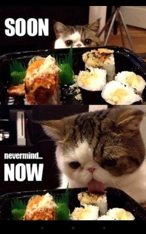 Classic: Does Want - Lolcats - lol | cat memes | funny cats | funny cat ...