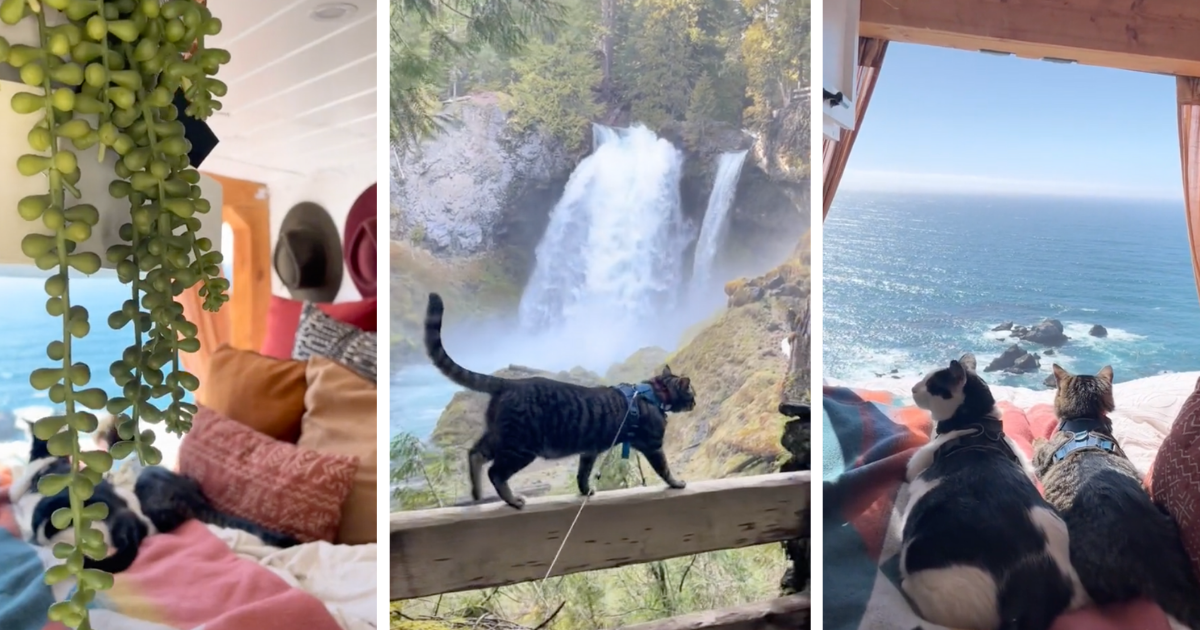 Wonder Woman Cat Lady Rescued Two Cats Then Traded Her 9-5 For The Van ...