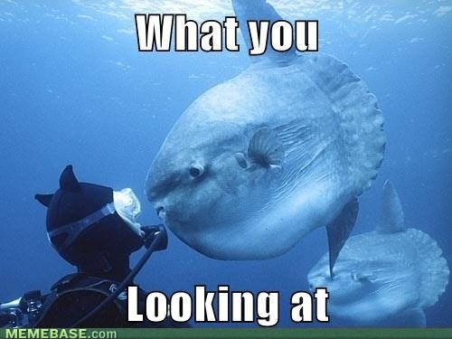 Yu Wanna Fight Breh? I'll Bash Ye Head In - Memebase - Funny Memes