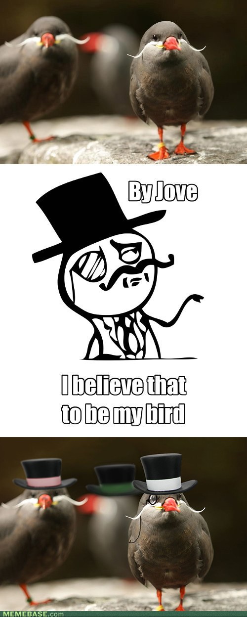 Re-Framed: The Most Regal of Terns - Memebase - Funny Memes