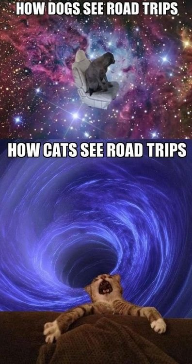 Lolcats - car - Page 2 - LOL at Funny Cat Memes - Funny cat pictures ...