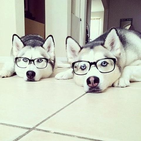 Daily Squee - glasses - Cute Animals in the Cutest Pictures Ever and ...