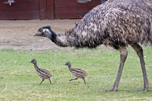 Emu Chicks - Daily Squee - Cute Animals - Cute Baby Animals - Cute ...