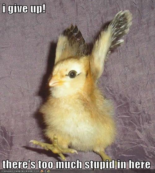 Exasperated Chick - Animal Comedy - Animal Comedy, funny animals ...