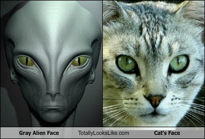 Gray Alien Face Totally Looks Like Cat's Face - Totally Looks Like