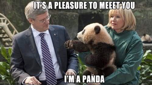 Polite Panda - Animal Comedy - Animal Comedy, funny animals, animal gifs