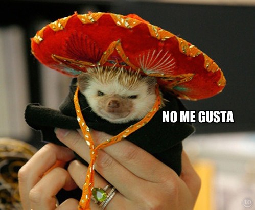 Grumpy Hedgehog - Animal Comedy - Animal Comedy, funny animals, animal gifs