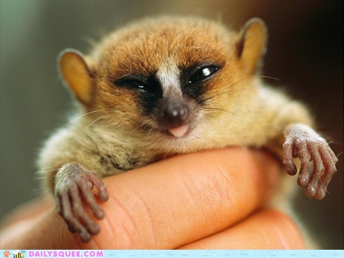 The Daily Squee(ze) - Daily Squee - Cute Animals - Cute Baby Animals ...