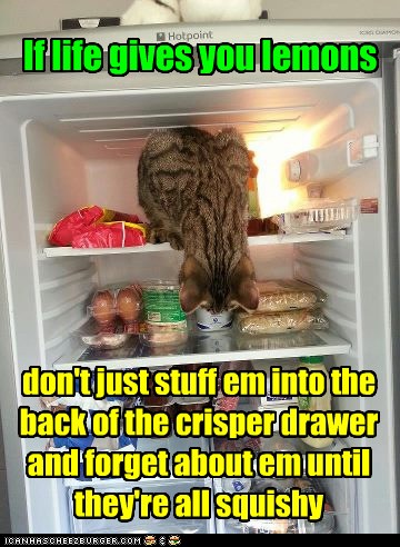 Life Lessons from Lols - Lolcats - lol | cat memes | funny cats | funny ...