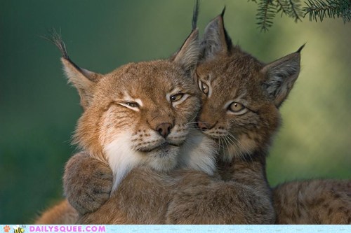 Brothers - Daily Squee - Cute Animals - Cute Baby Animals - Cute Animal ...