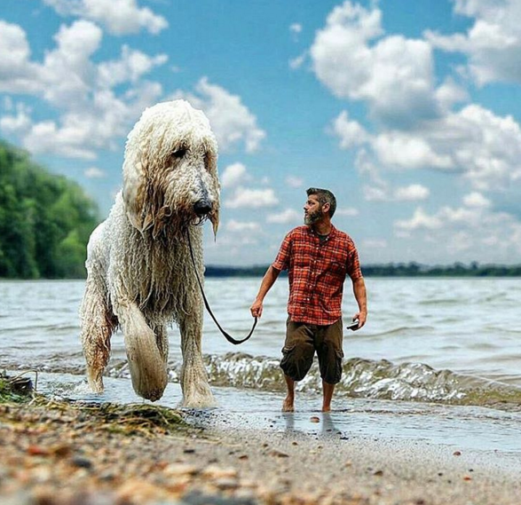 This Photoshopped Dog is a Big Deal! - I Can Has Cheezburger?