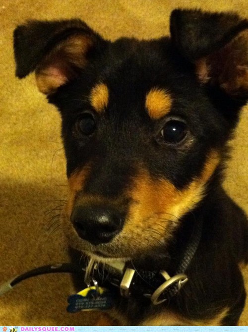 Daily Squee - Page 7 - Cute Animals in the Cutest Pictures Ever and ...