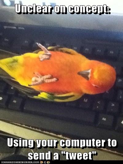 Am I Doing It Right? - Animal Comedy - Animal Comedy, funny animals ...