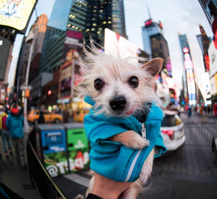 Meet Some of New York's Most Photogenic Dogs - I Can Has Cheezburger?